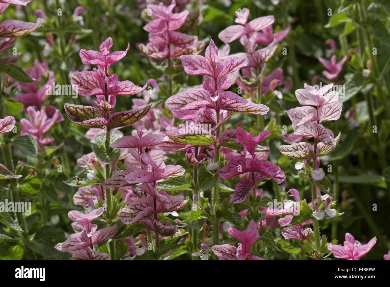 Salvia viridis Pink Sunday, Sage Stock Photo - Alamy