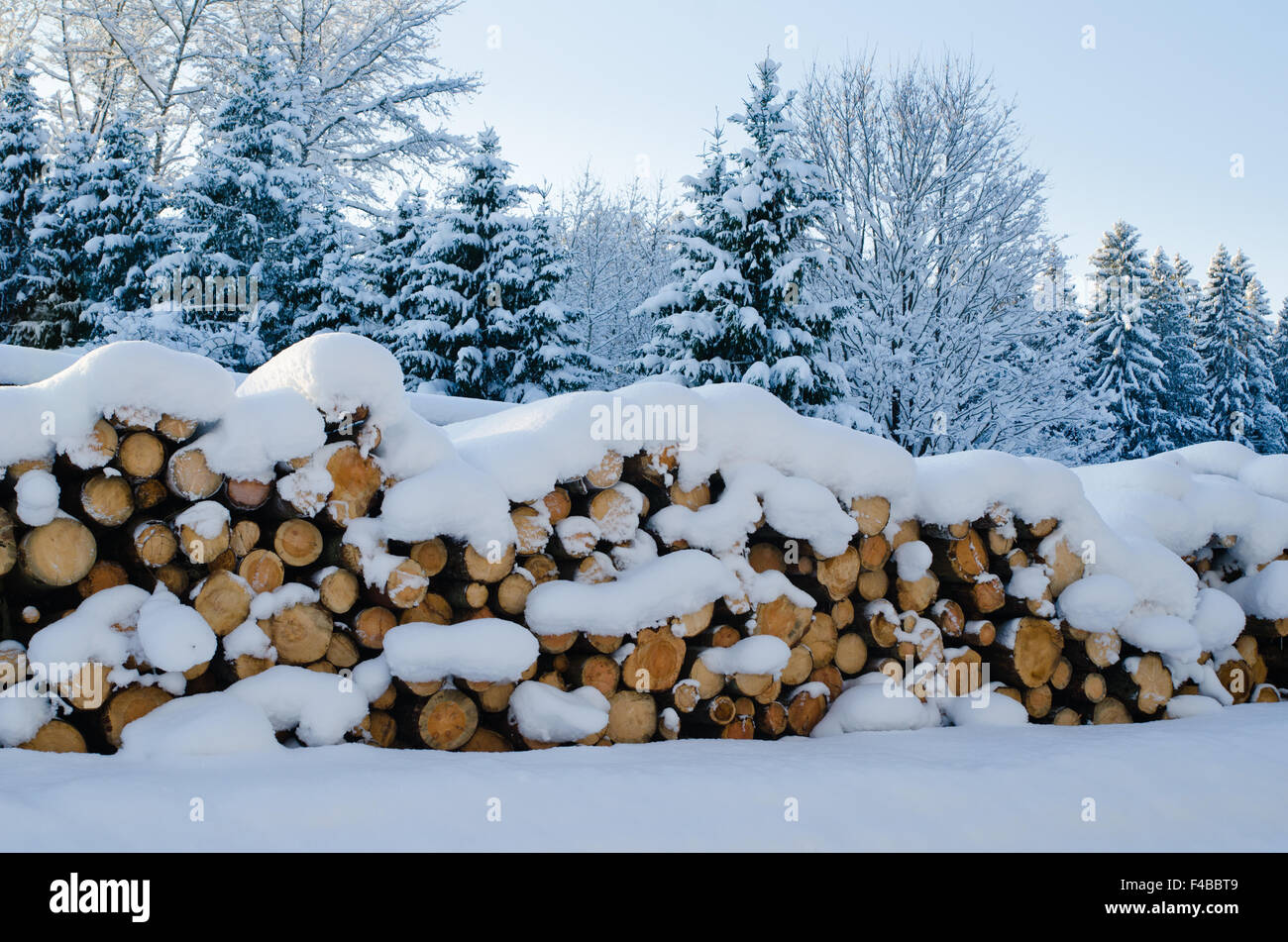 Stacked felled trees hi-res stock photography and images - Alamy