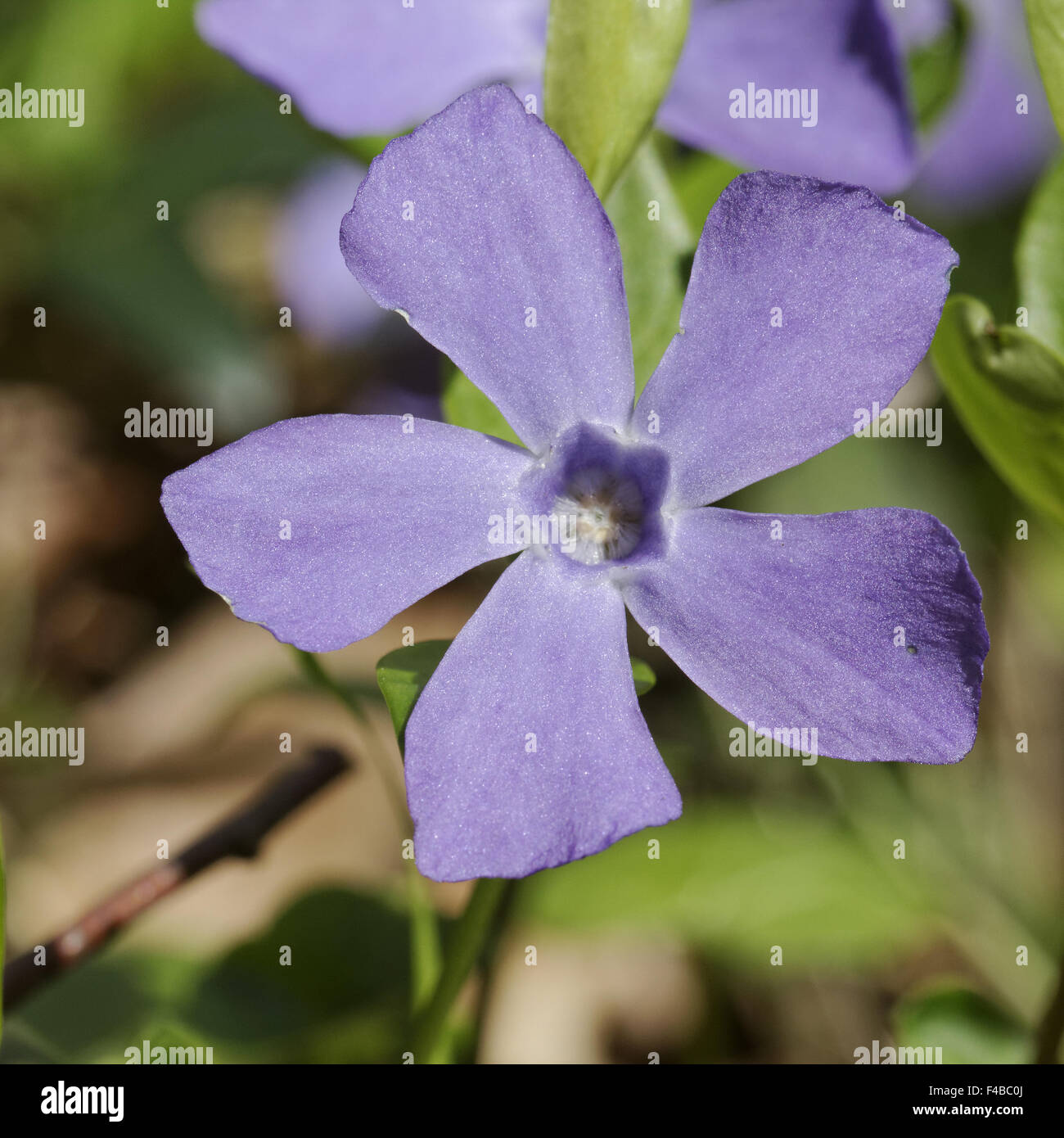 Vinca minor, Purple periwinkle flower Stock Photo - Alamy