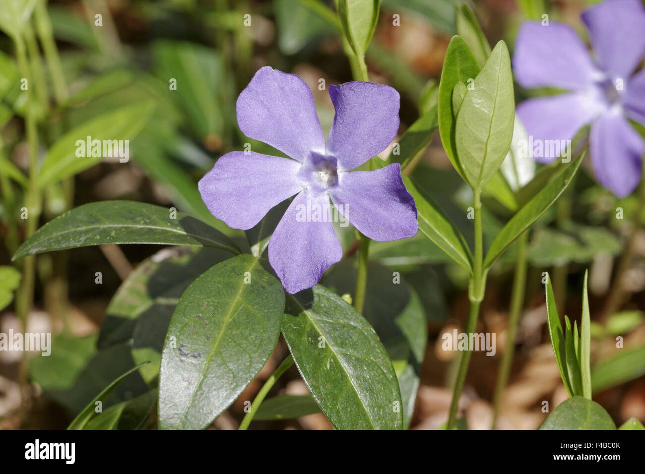 Vinca minor, Purple periwinkle flower Stock Photo - Alamy