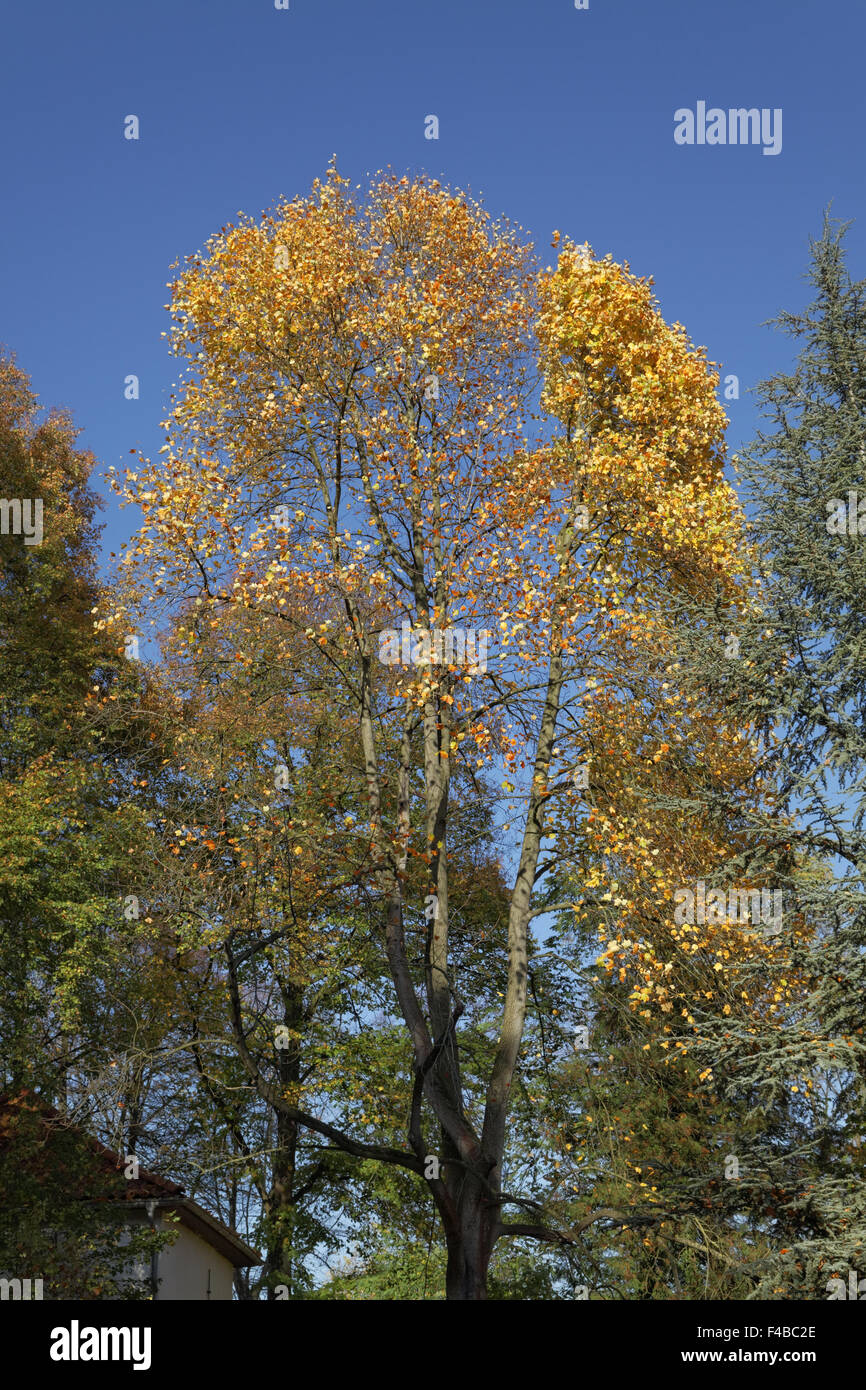 Liriodendron tulipifera, tulip tree in autumn Stock Photo - Alamy