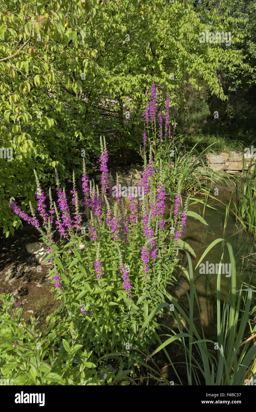 Lythrum salicaria, Purple loosestrife Stock Photo - Alamy