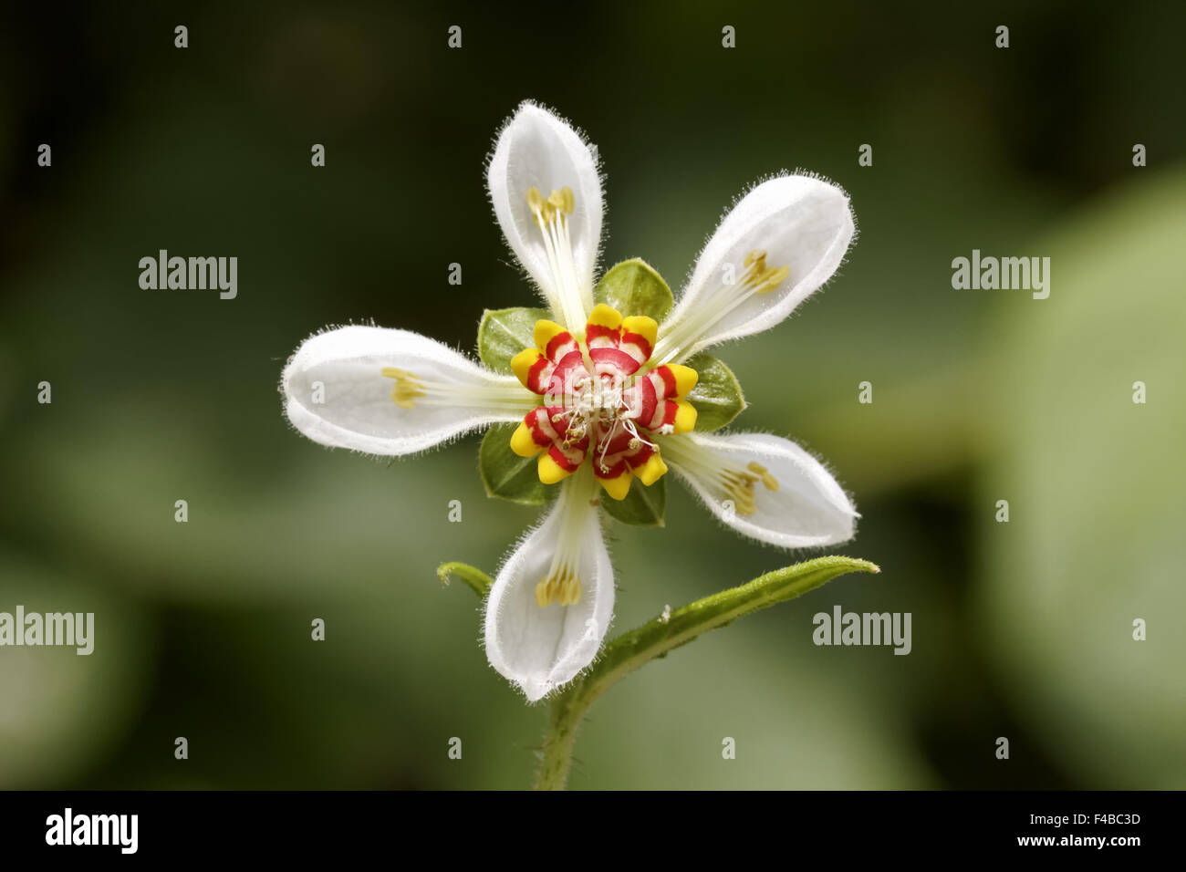 Loasa nana, closeup photo Stock Photo - Alamy