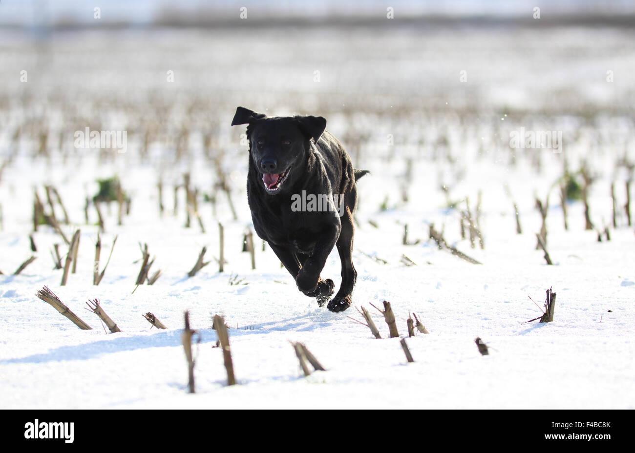 Labrador snow hi-res stock photography and images - Alamy
