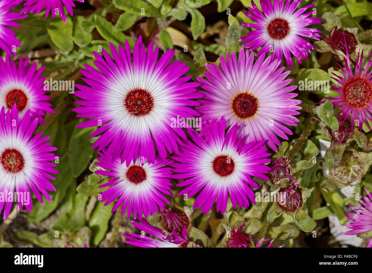 Dorotheanthus bellidiformis, Livingstone daisy Stock Photo - Alamy