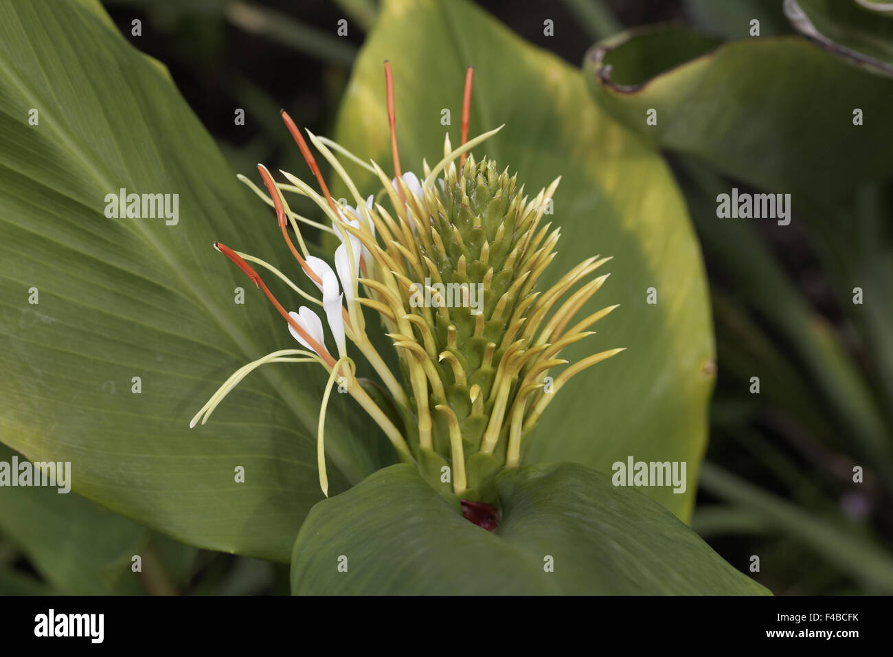 Flowering hedychium plant hi-res stock photography and images - Alamy