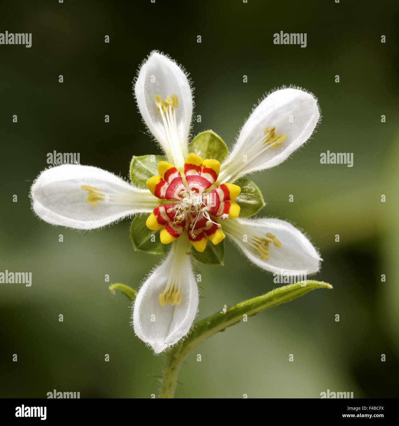 Loasa hi-res stock photography and images - Alamy