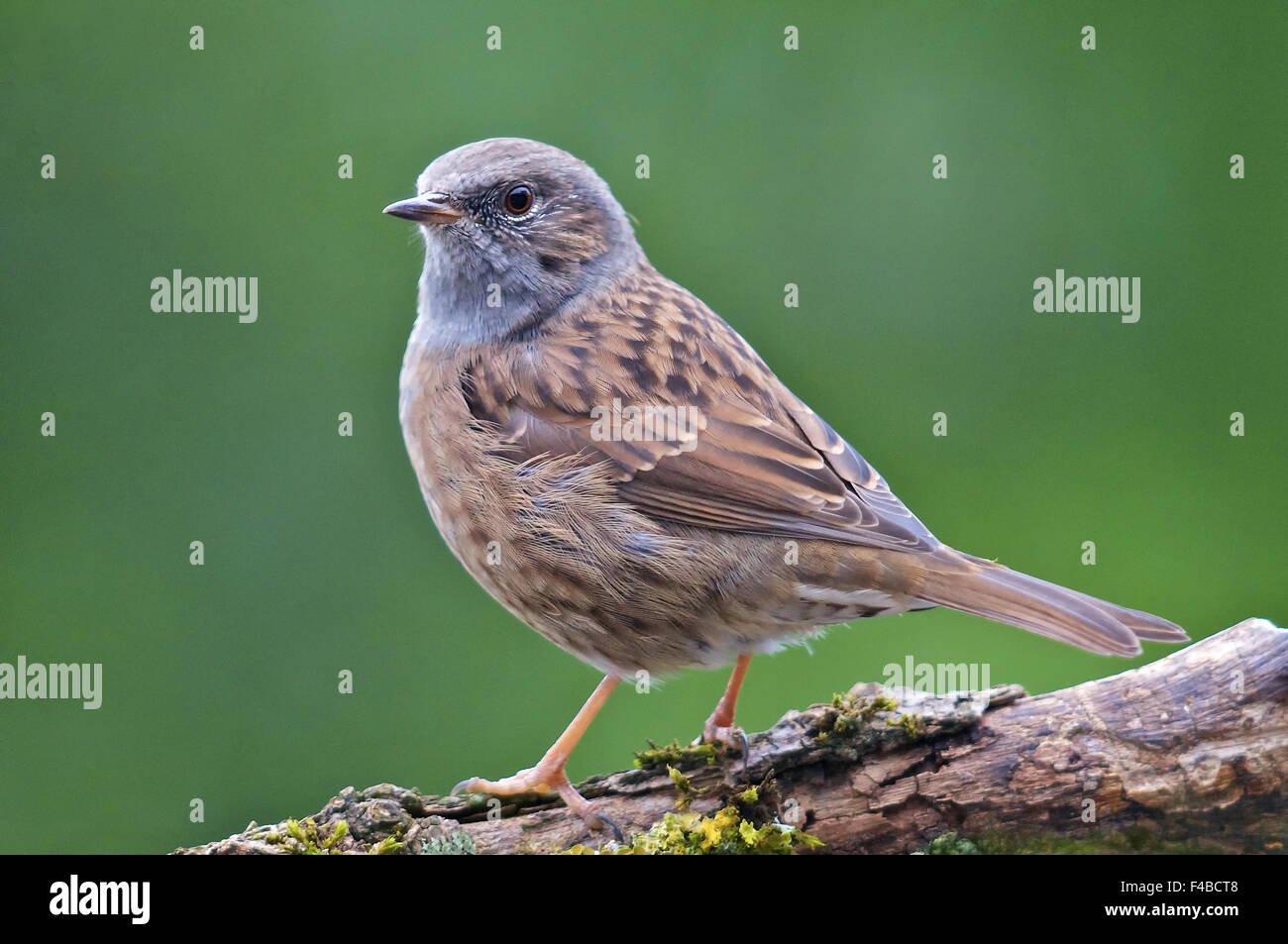 Dunnock hi-res stock photography and images - Alamy