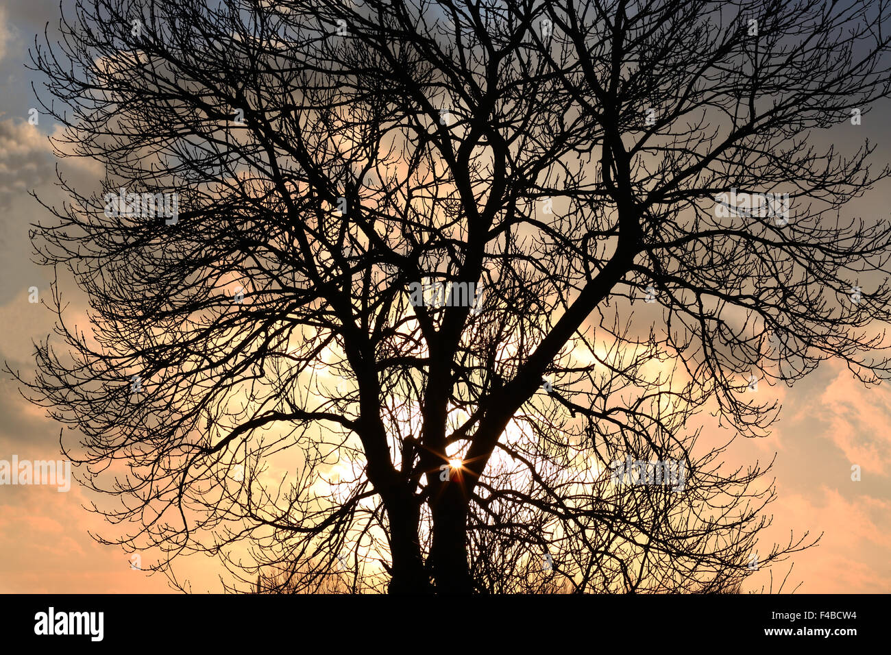 Light tree hi-res stock photography and images - Alamy