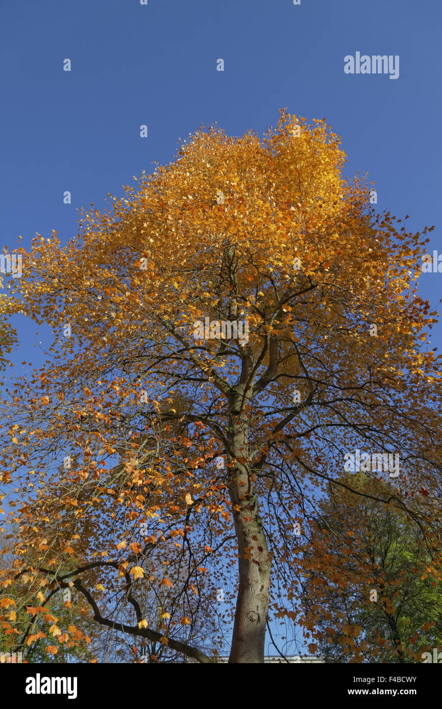 Golden yellow fall tulip tree hi-res stock photography and images - Alamy