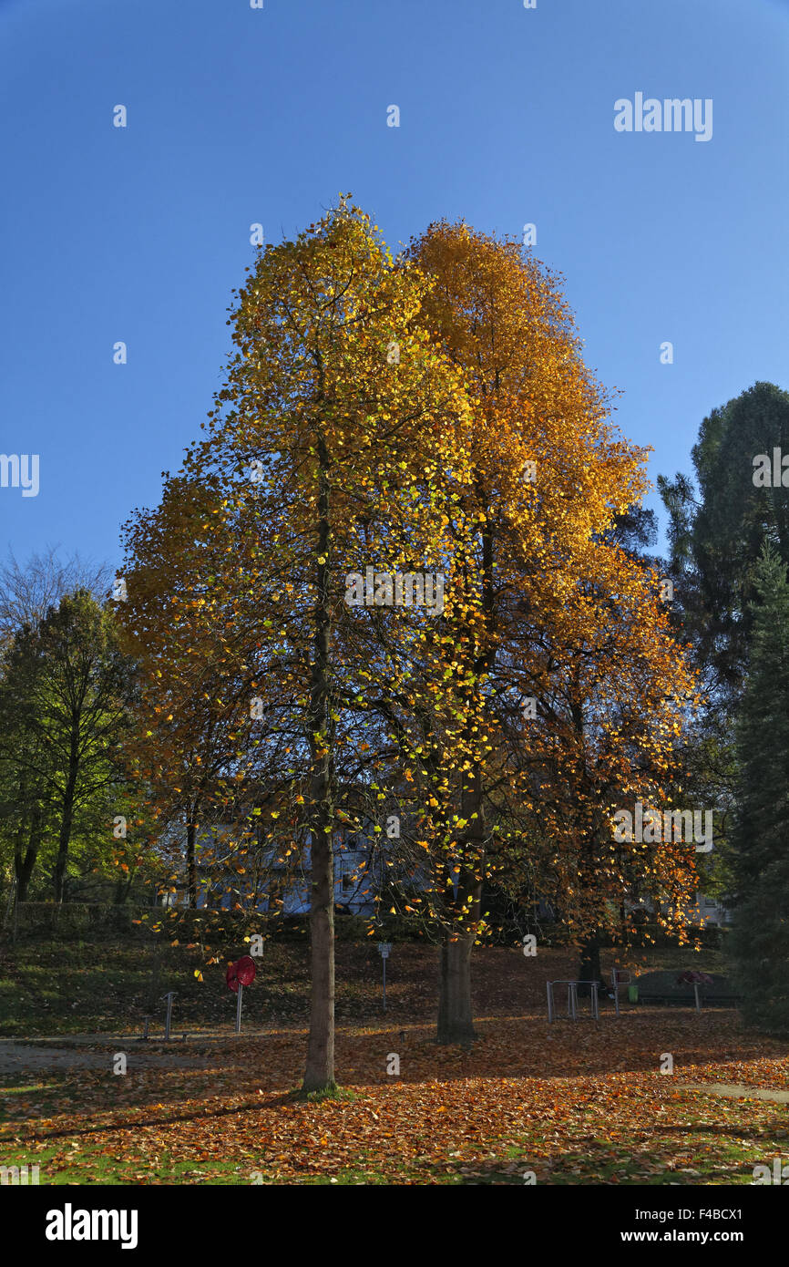 Golden tulip tree hi-res stock photography and images - Alamy