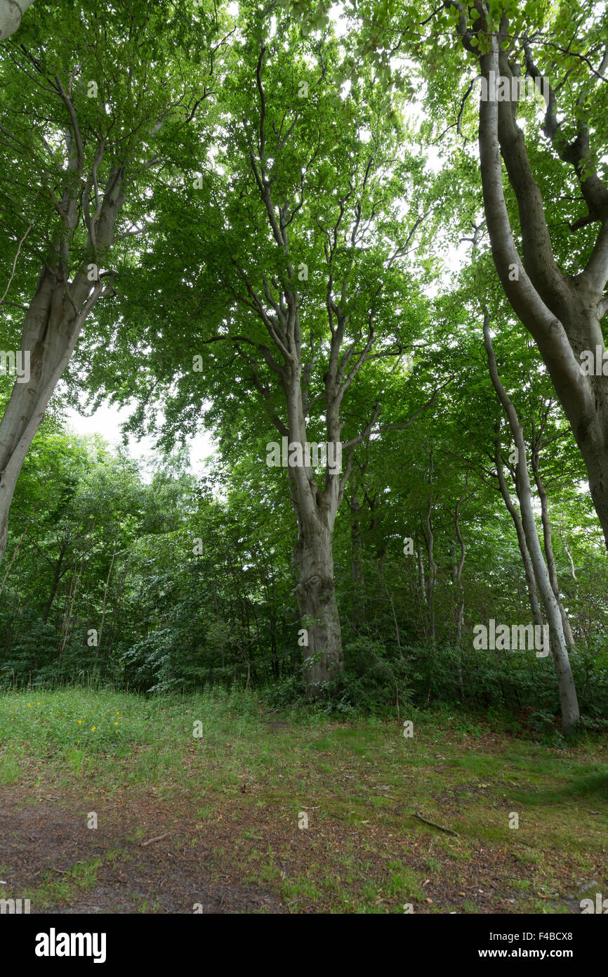 Mystic tree 6 Stock Photo - Alamy