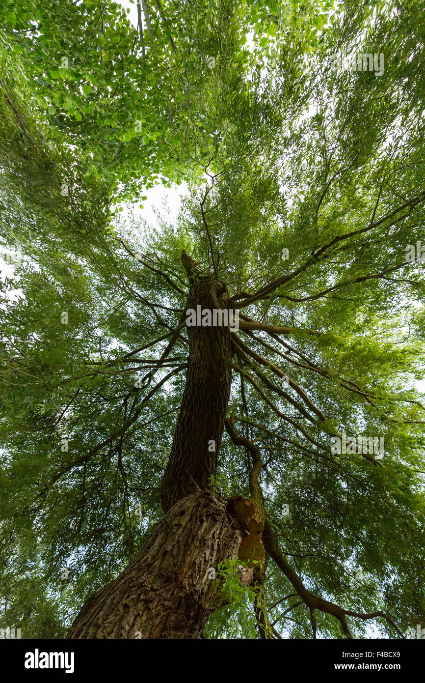 Mystic tree hi-res stock photography and images - Alamy