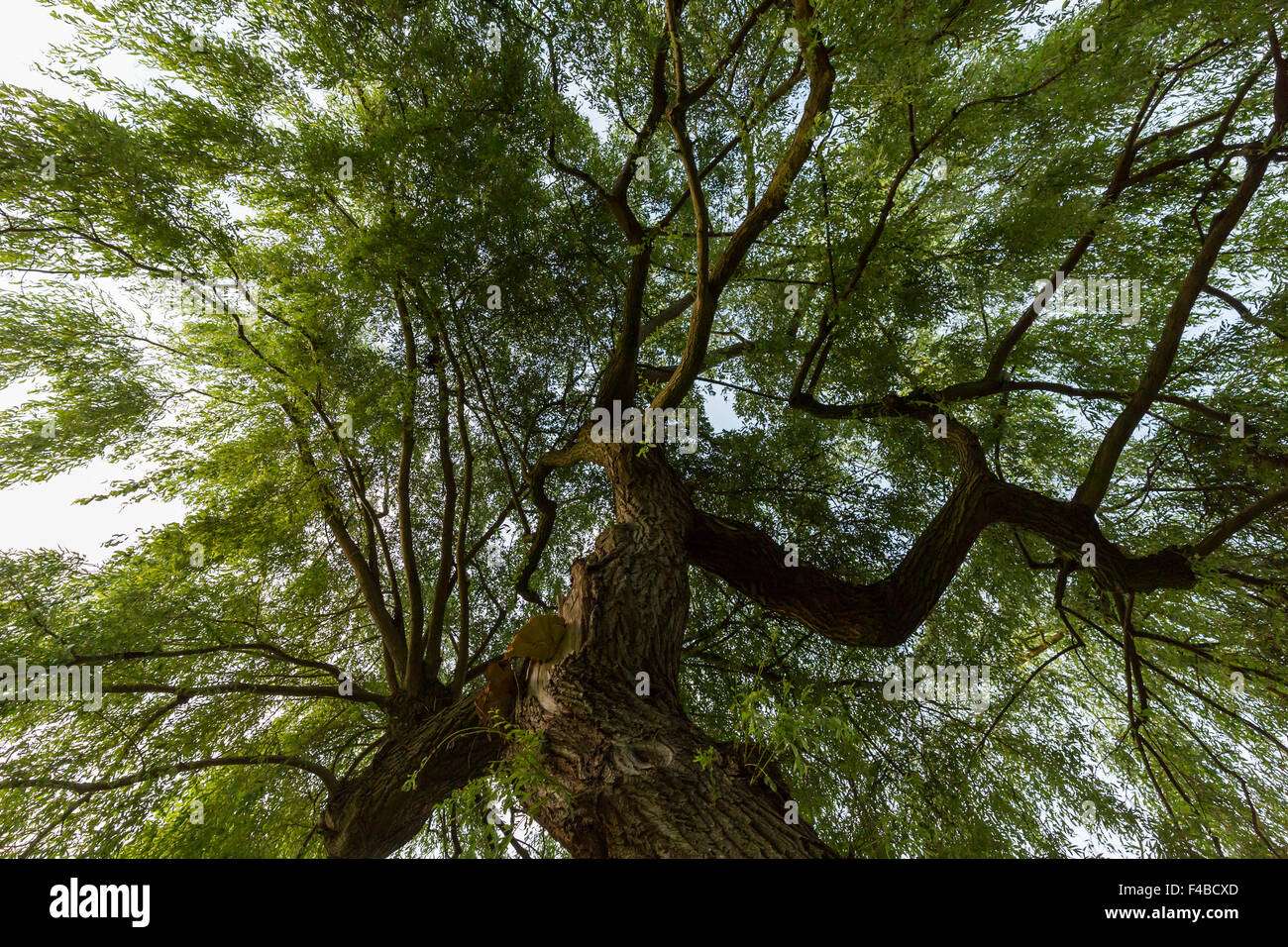 Mystic tree 4 Stock Photo - Alamy