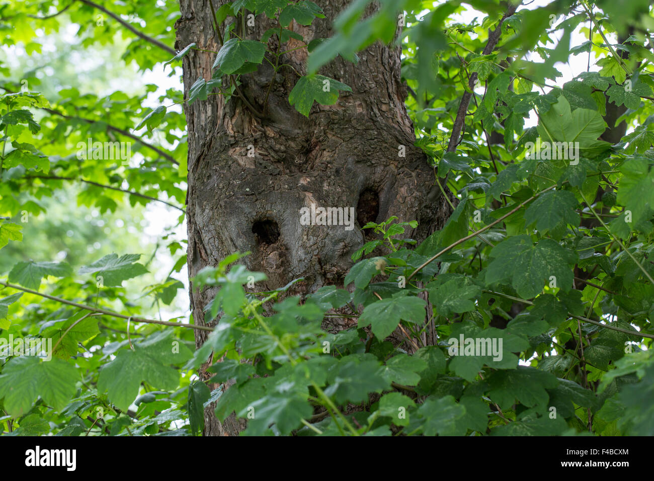Mystic tree hi-res stock photography and images - Alamy