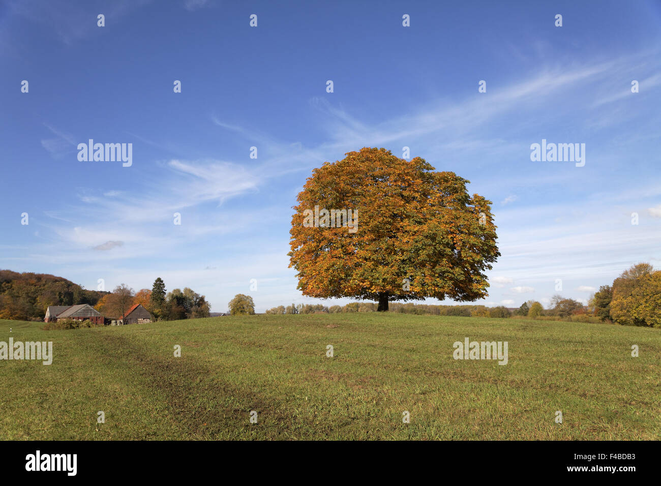 Conker tree autumn hi-res stock photography and images - Alamy