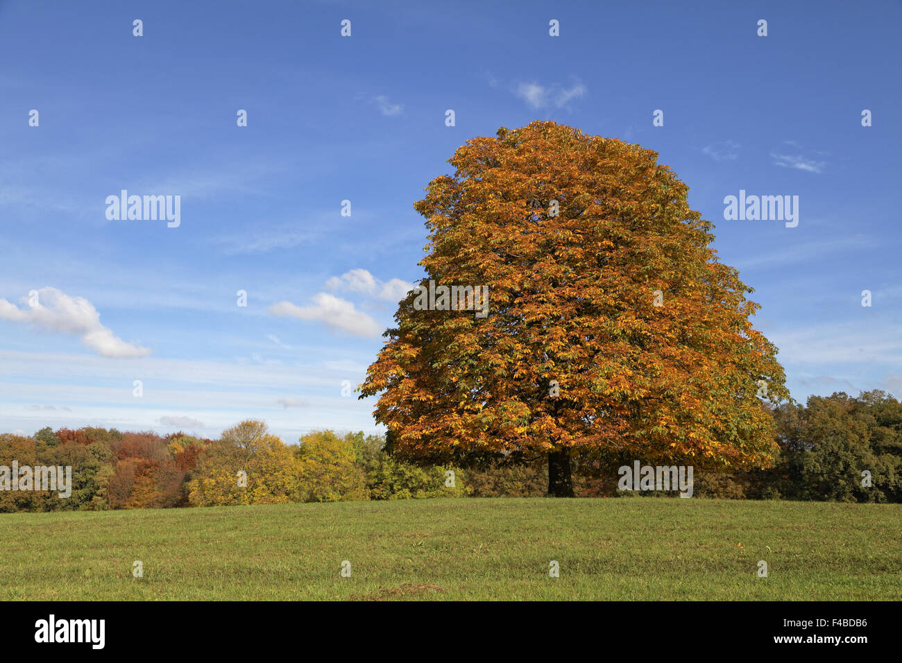 Conker tree (Aesculus) in autumn, Germany Stock Photo - Alamy