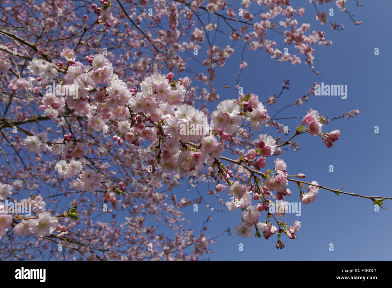 Japanese cherry tr hi-res stock photography and images - Alamy
