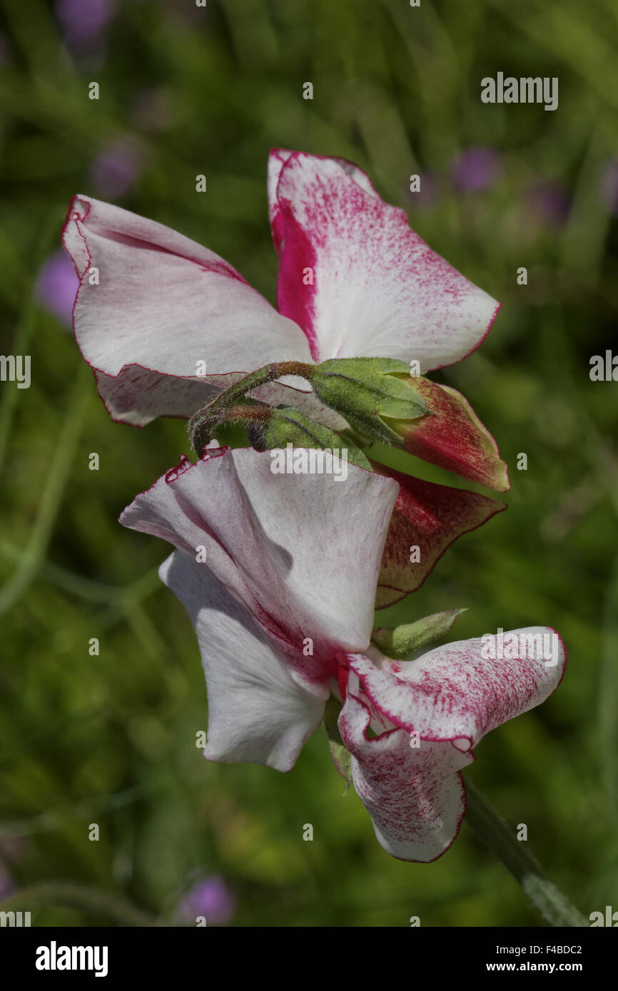 Lathyrus odoratus, Sweet Pea Stock Photo - Alamy