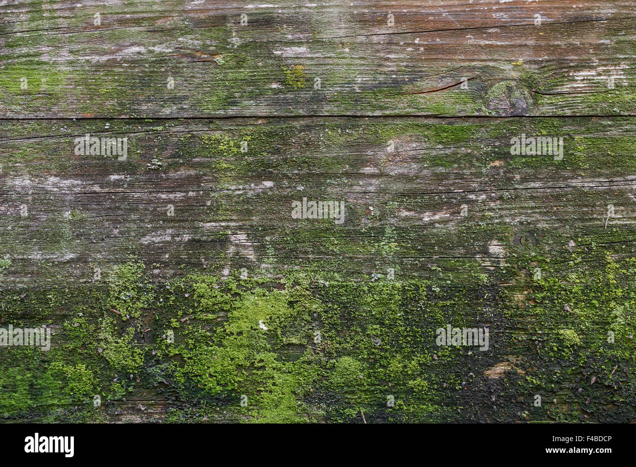 Moldy wood texture hi-res stock photography and images - Alamy