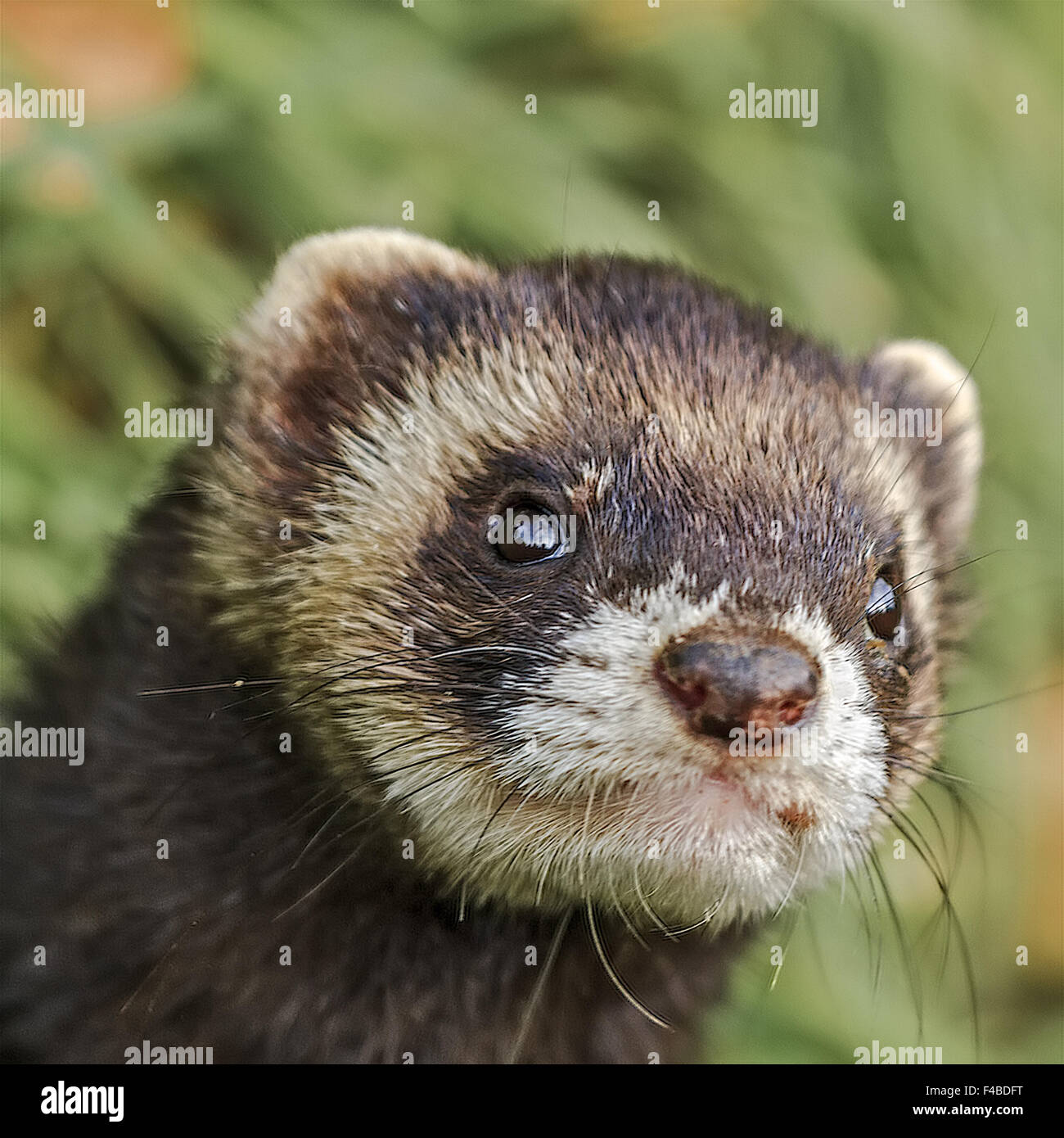 European Polecat (Mustela putorius) Closeup Stock Photo - Alamy