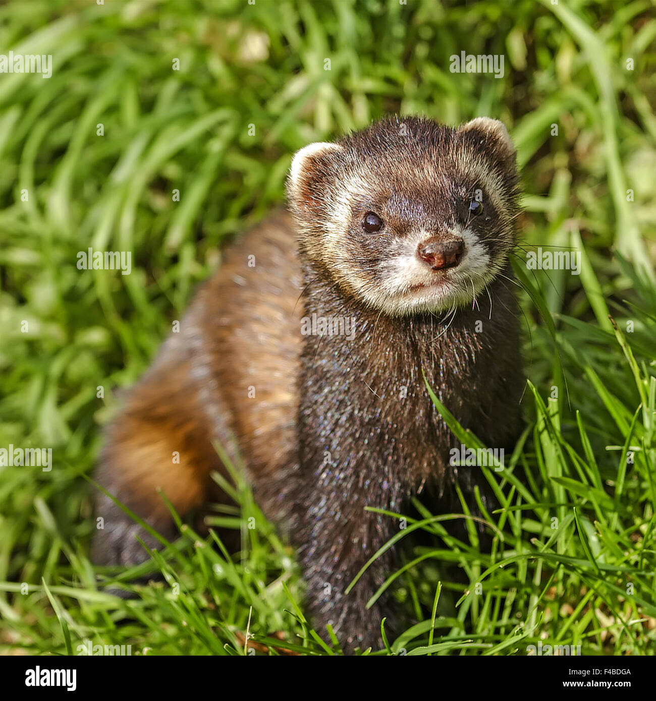 European polecat (Mustela putorius Stock Photo - Alamy