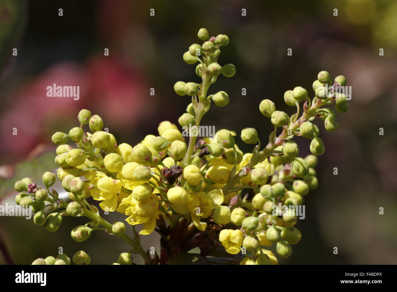 Mahonia aquifolium, Oregon grape, Mahonia Stock Photo - Alamy