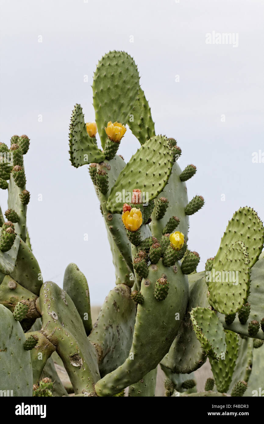 Opuntia ficus-barbarica, Indian Fig Opuntia Stock Photo - Alamy