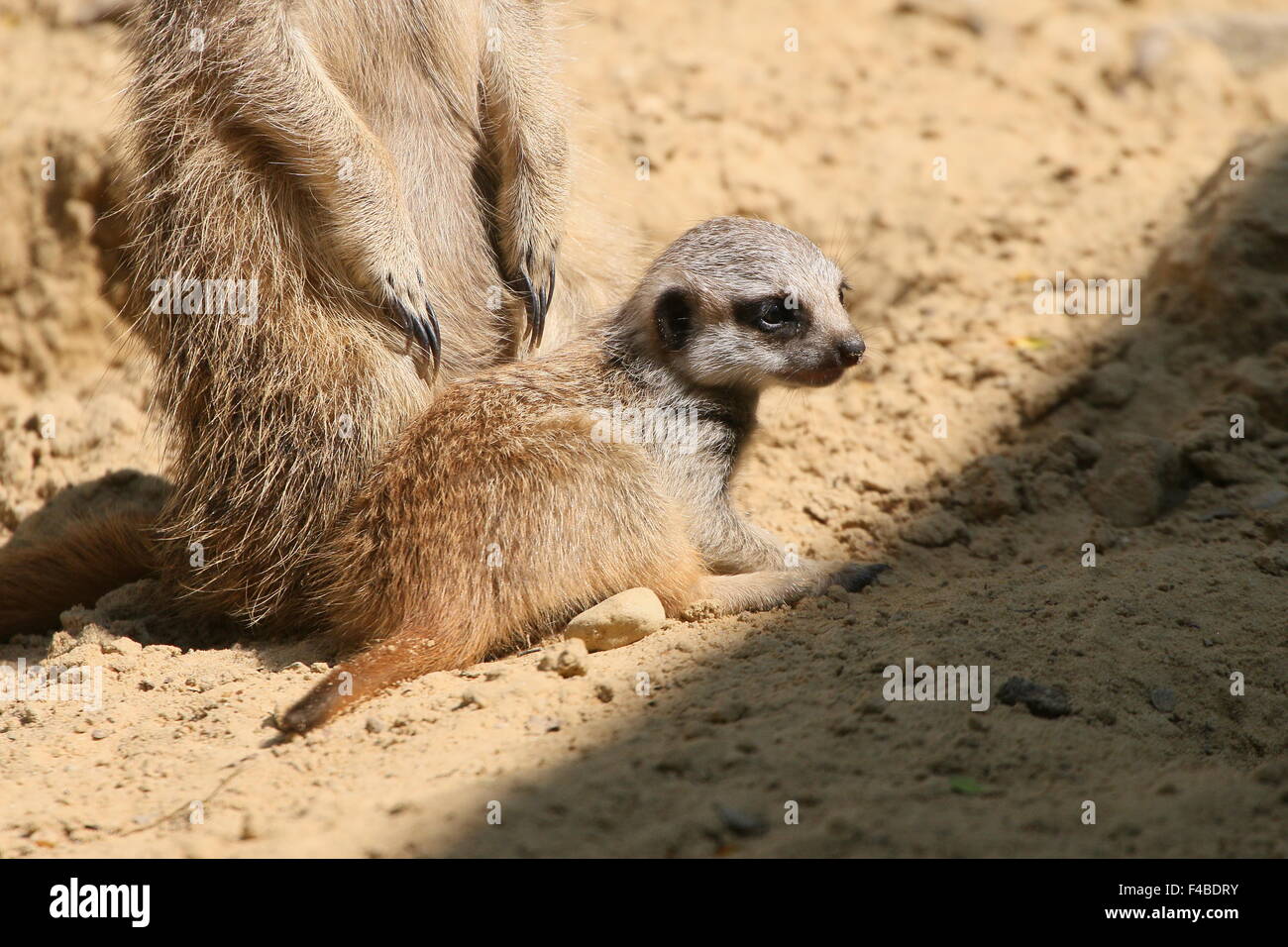 Suricato south africa hi-res stock photography and images - Alamy