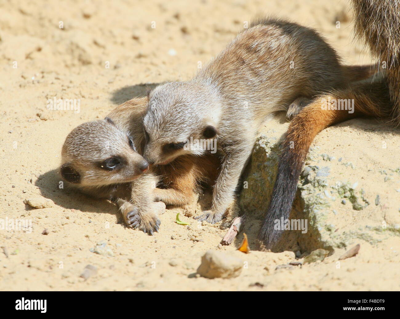 Suricato south africa hi-res stock photography and images - Alamy