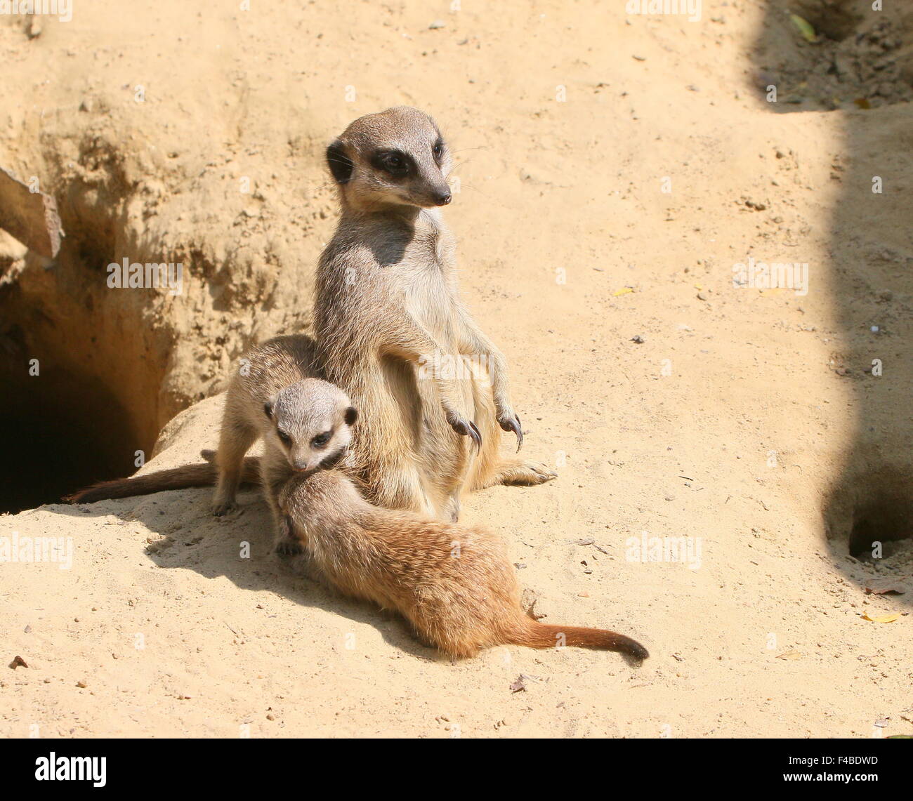 Baby meerkat den hi-res stock photography and images - Alamy