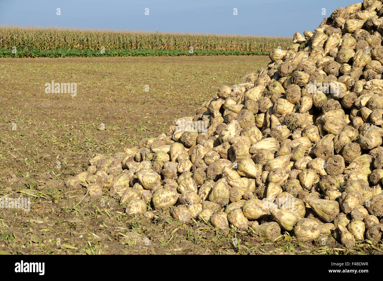 Freshly cut beetroot hi-res stock photography and images - Alamy