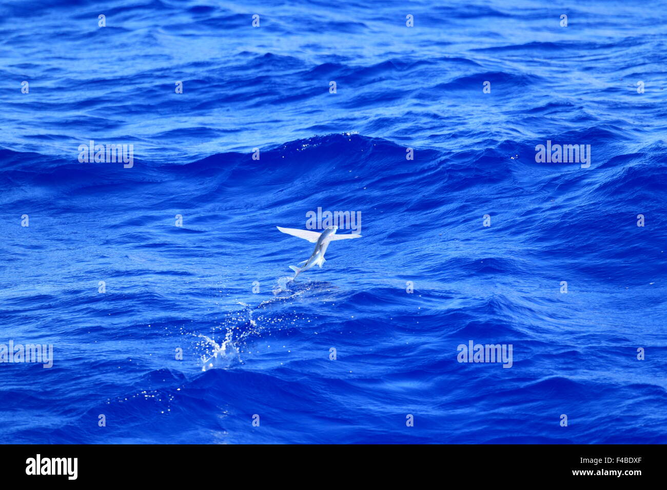 Flyingfish Stock Photos & Flyingfish Stock Images - Alamy