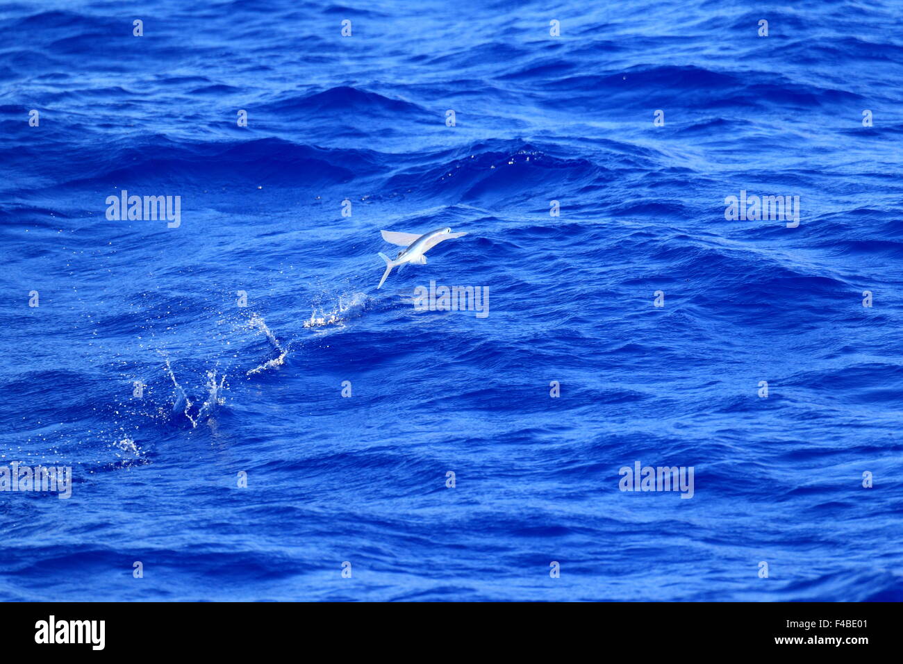 Flying fish in Ogasawara, Japan Stock Photo - Alamy