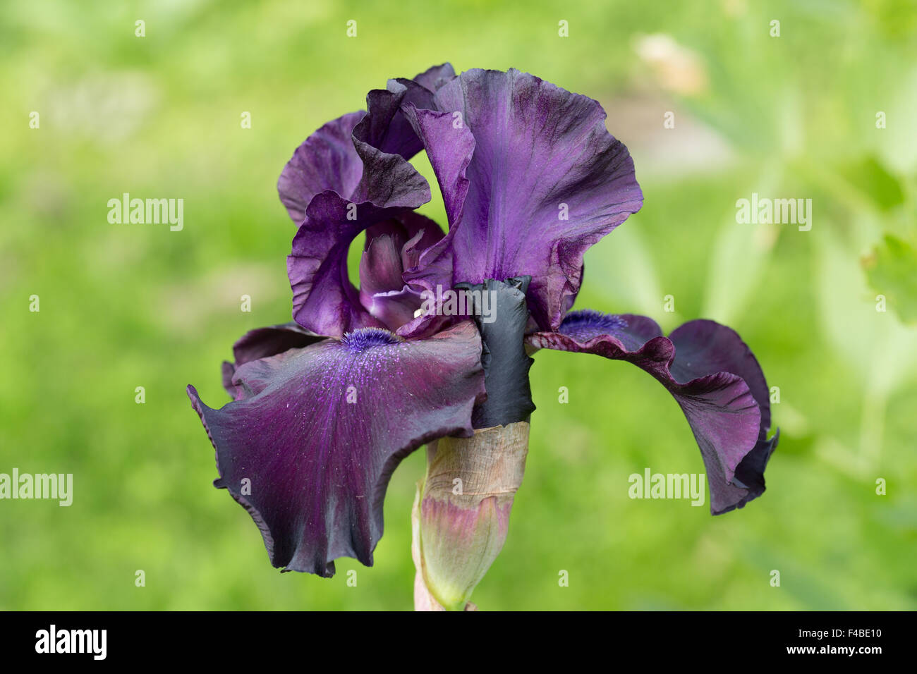 Dark blue iris Stock Photo - Alamy