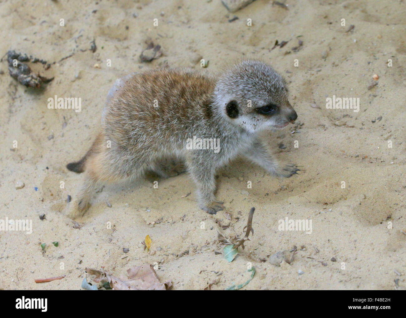 Suricato south africa hi-res stock photography and images - Alamy