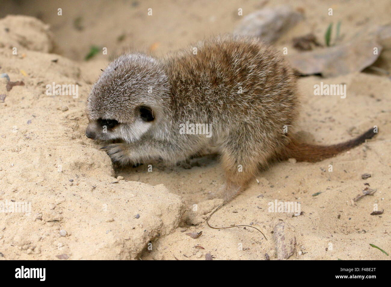 Suricato south africa hi-res stock photography and images - Alamy