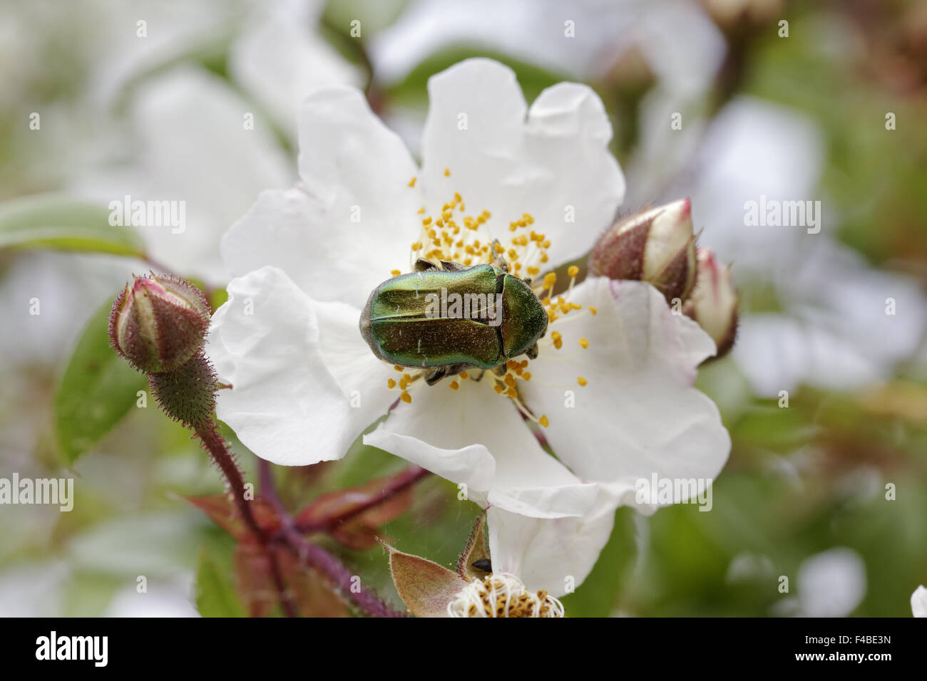 European wild rose hi-res stock photography and images - Alamy