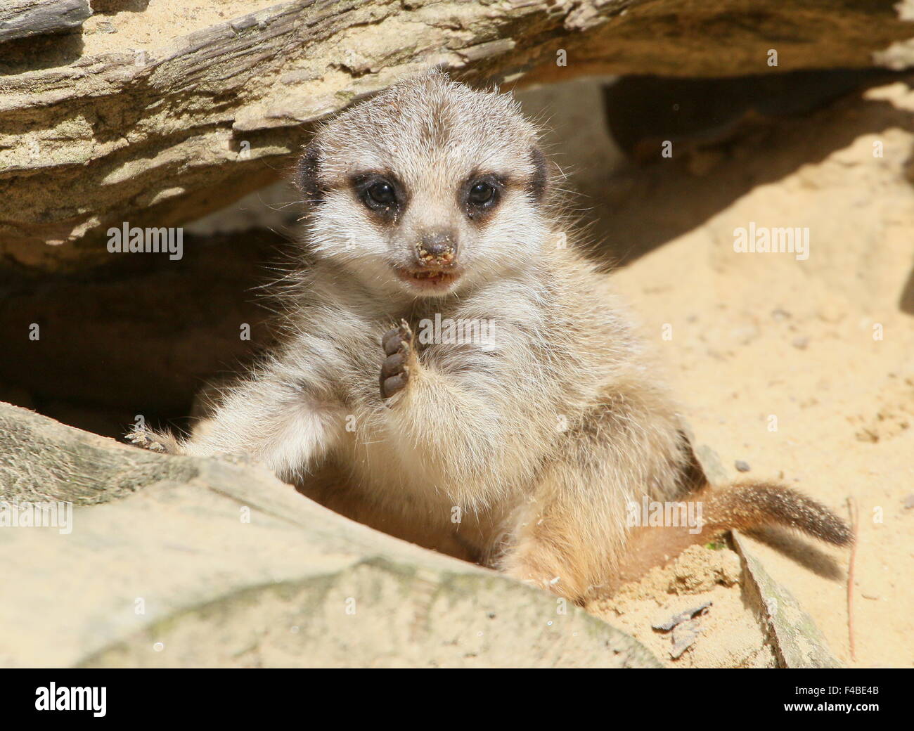 Baby meerkat den hi-res stock photography and images - Alamy