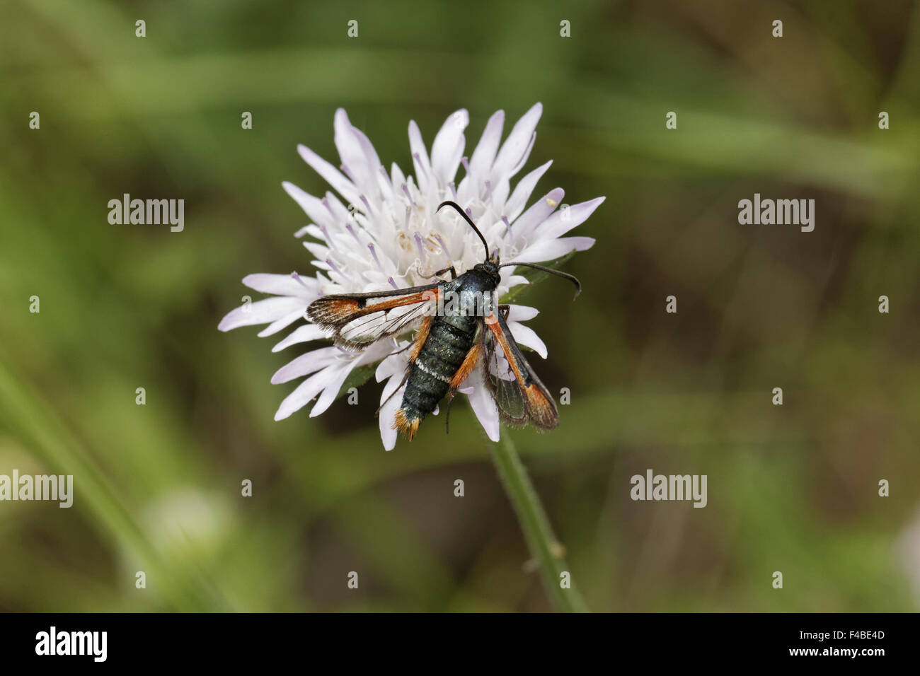 Chrysidiforme hi-res stock photography and images - Alamy