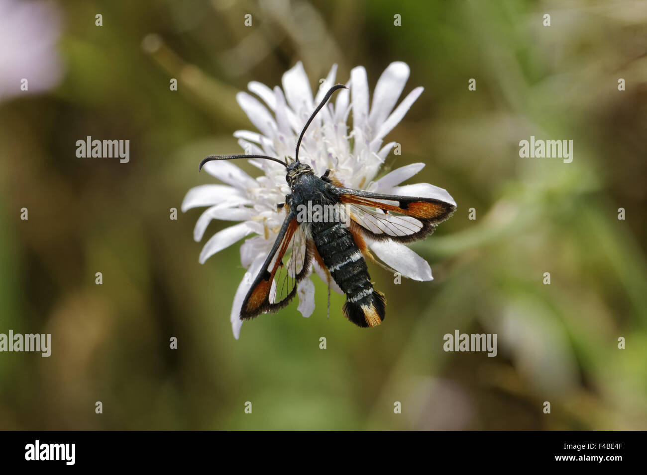 Pyropteron chrysidiforme, Fiery Clearwing Stock Photo - Alamy