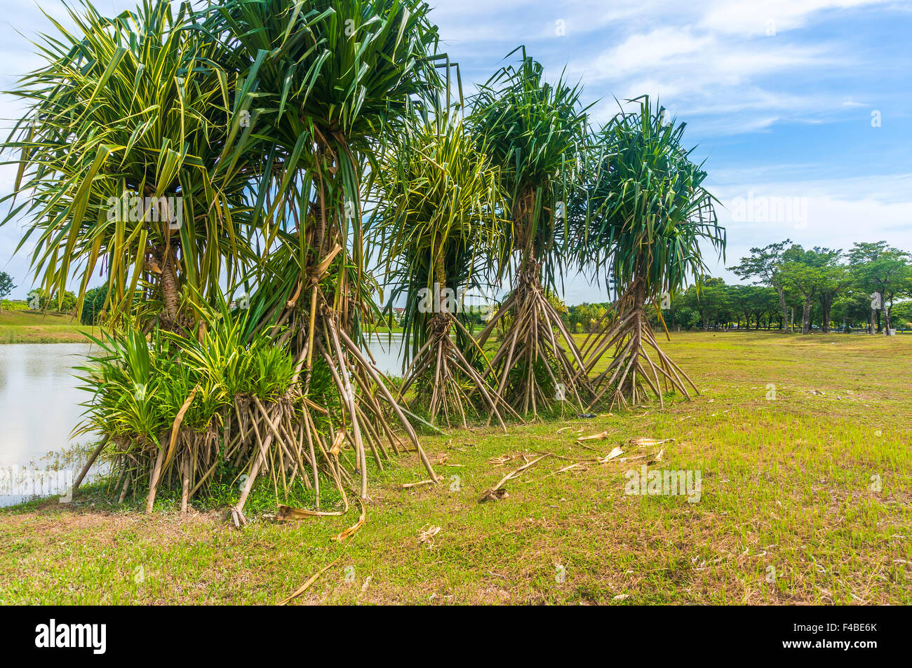 Pandanus tectorius hi-res stock photography and images - Alamy