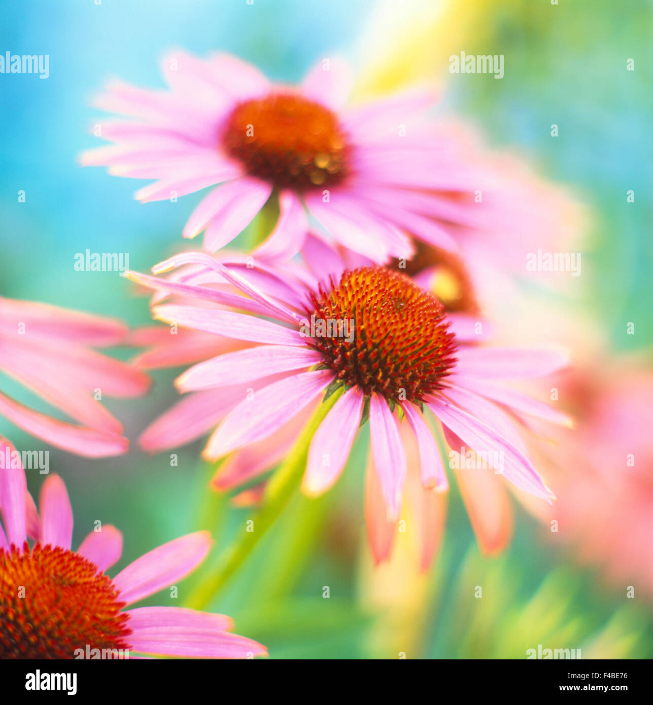close-up color image detail flower pink plants rudbeckia simplicity ...