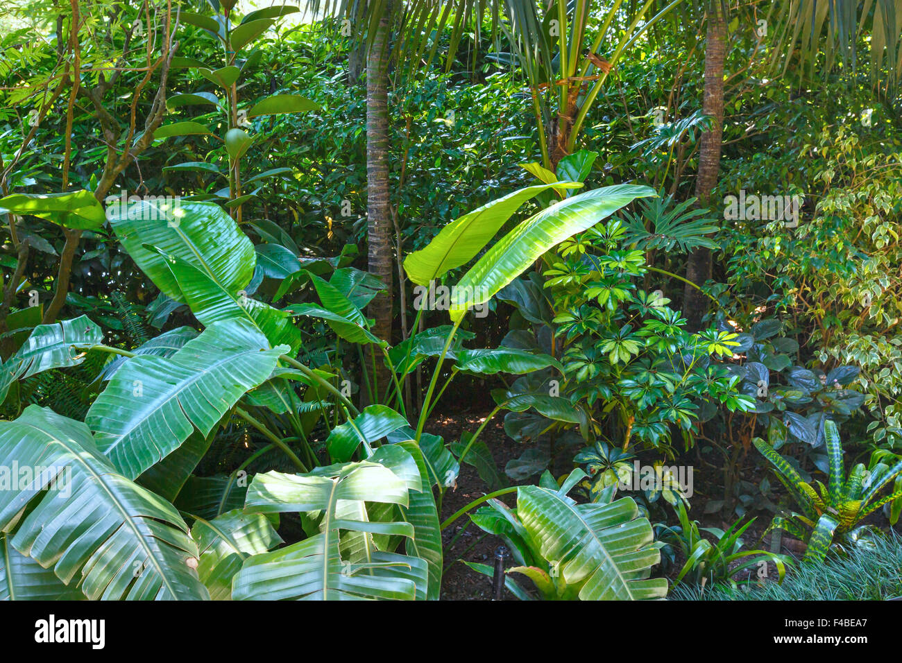 Subtropical plants in summer city park grove Stock Photo - Alamy