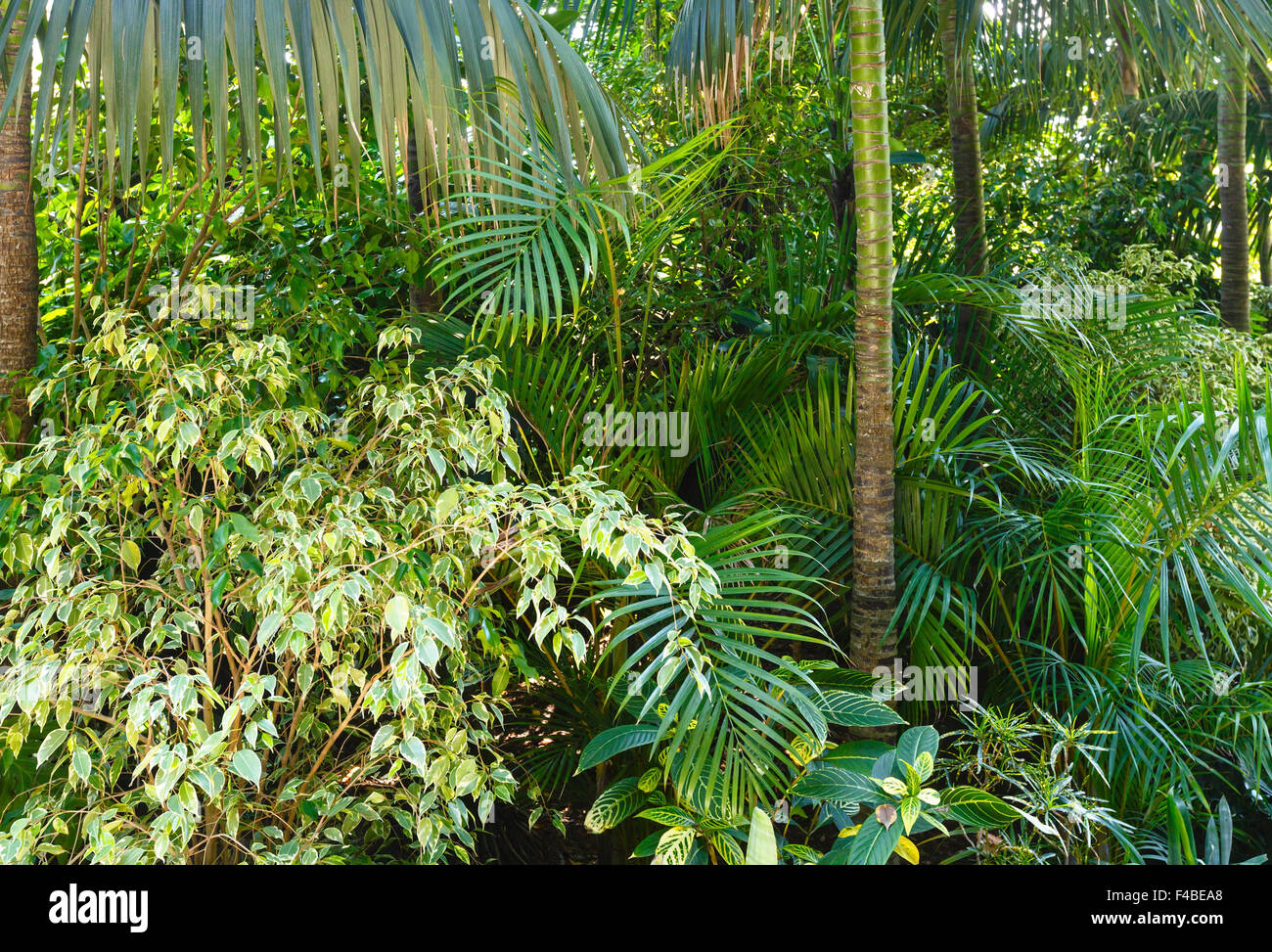 Subtropical plants in summer city park grove Stock Photo - Alamy