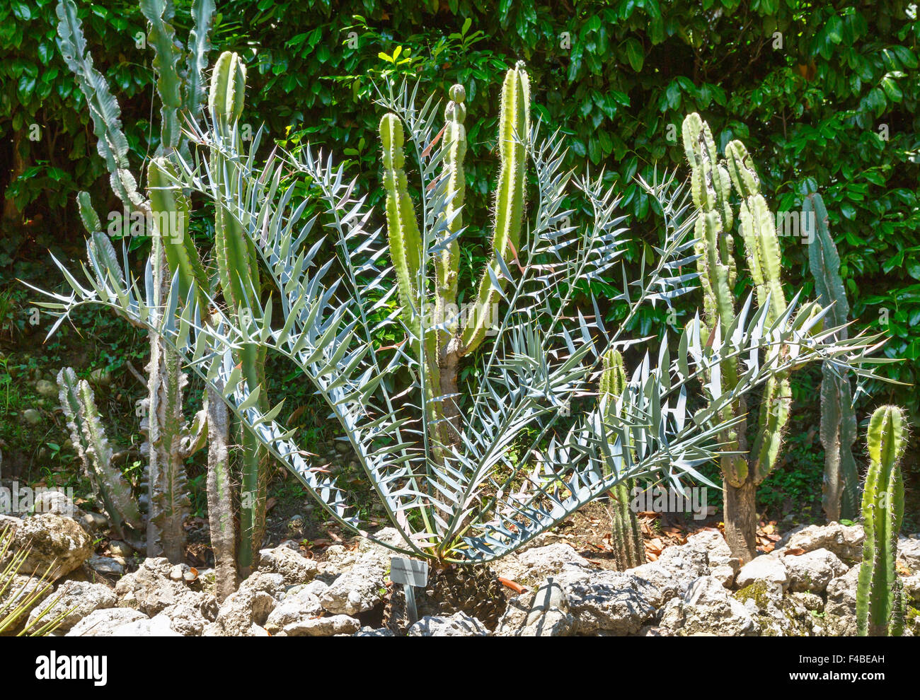 Thorny cactus plant Stock Photo - Alamy