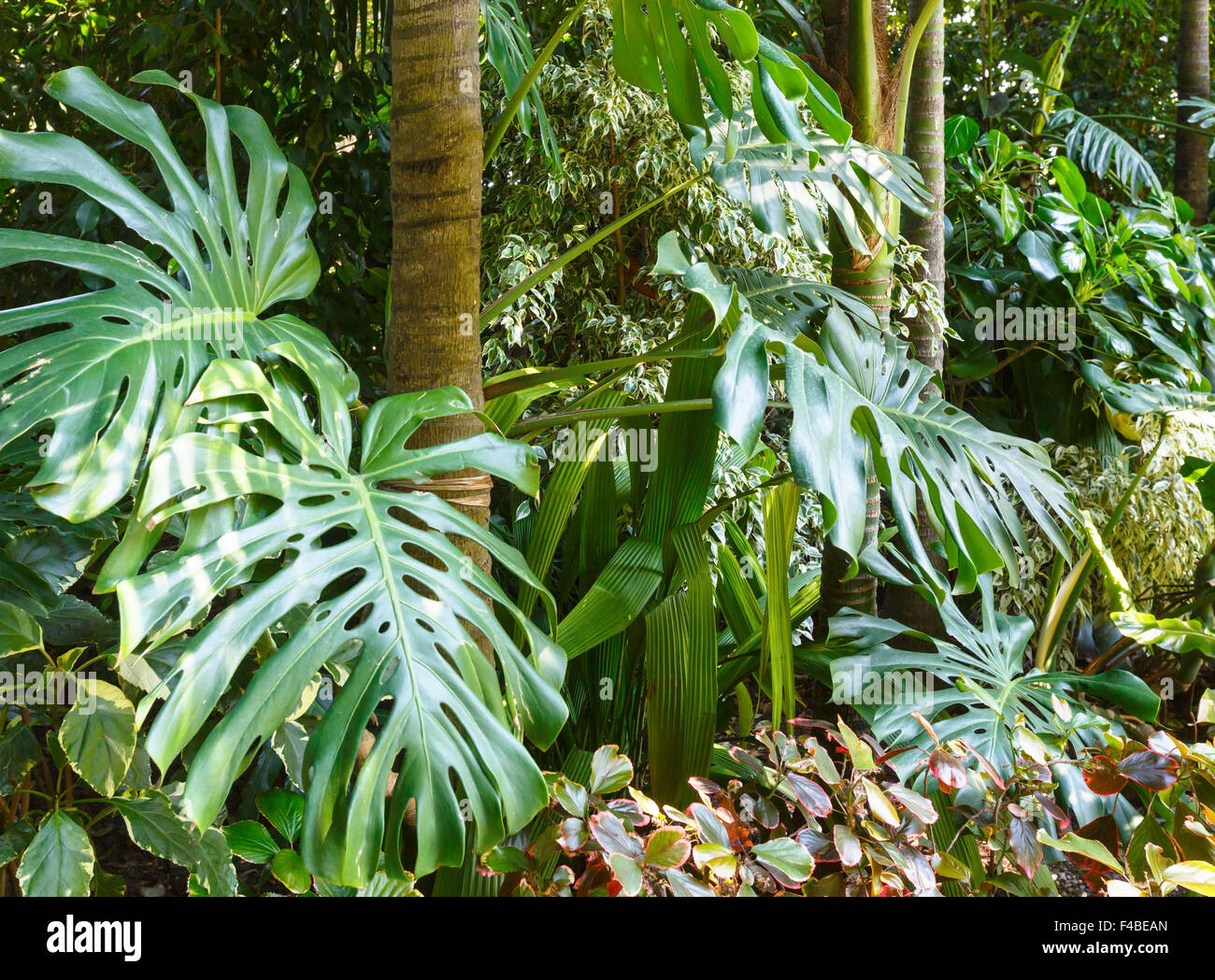 Subtropical plants hi-res stock photography and images - Alamy