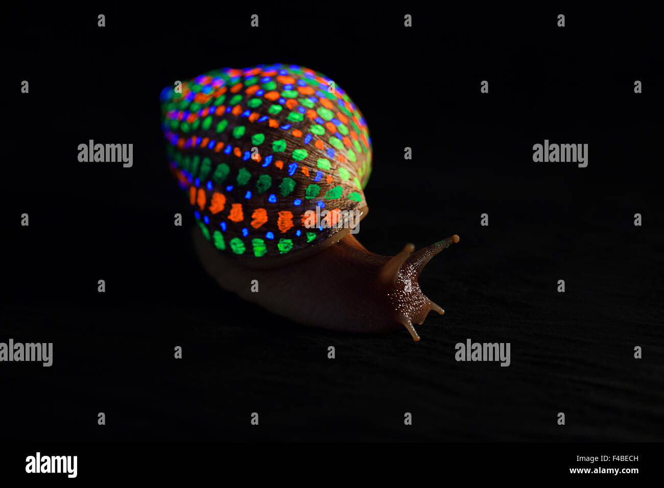 Colorful snail hi-res stock photography and images - Alamy