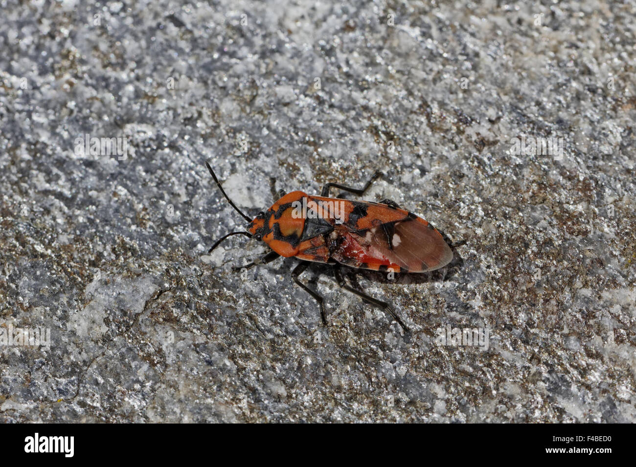 Mediterranean red bug hi-res stock photography and images - Alamy