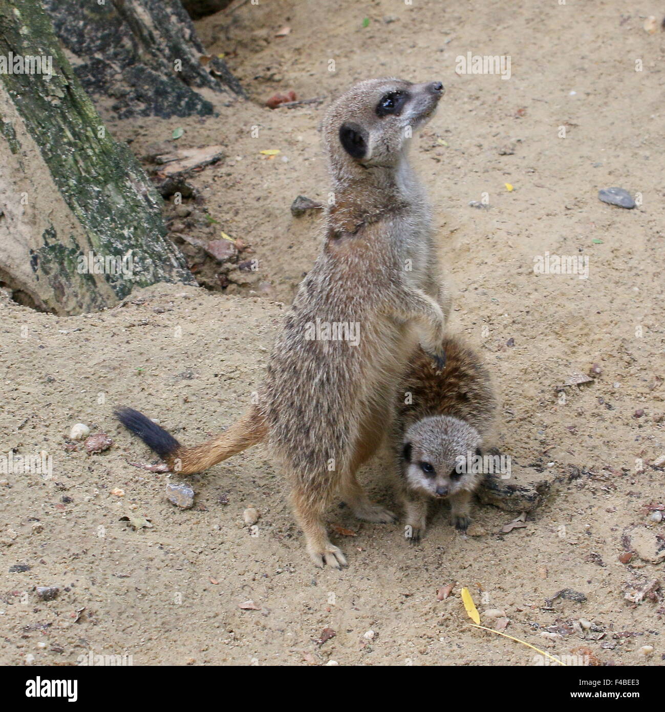 Baby South African Meerkat (Suricata suricatta) with his alert mother ...